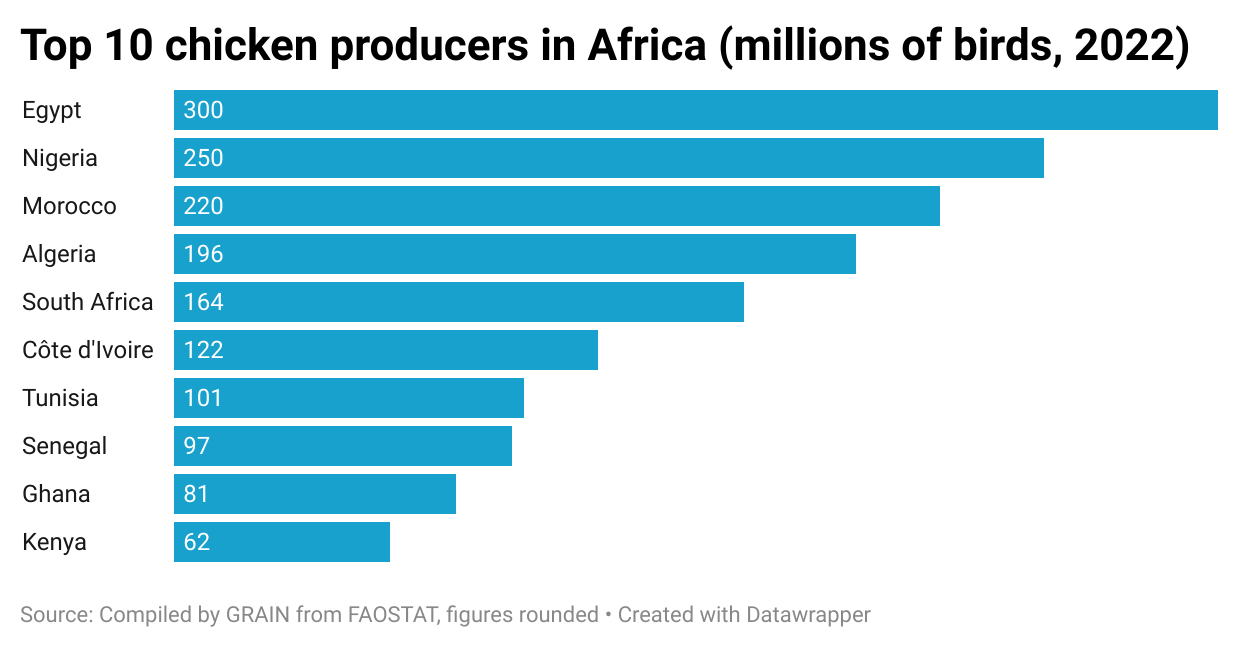 GRAIN | Who rules the roost? Corporate vs community poultry in Africa